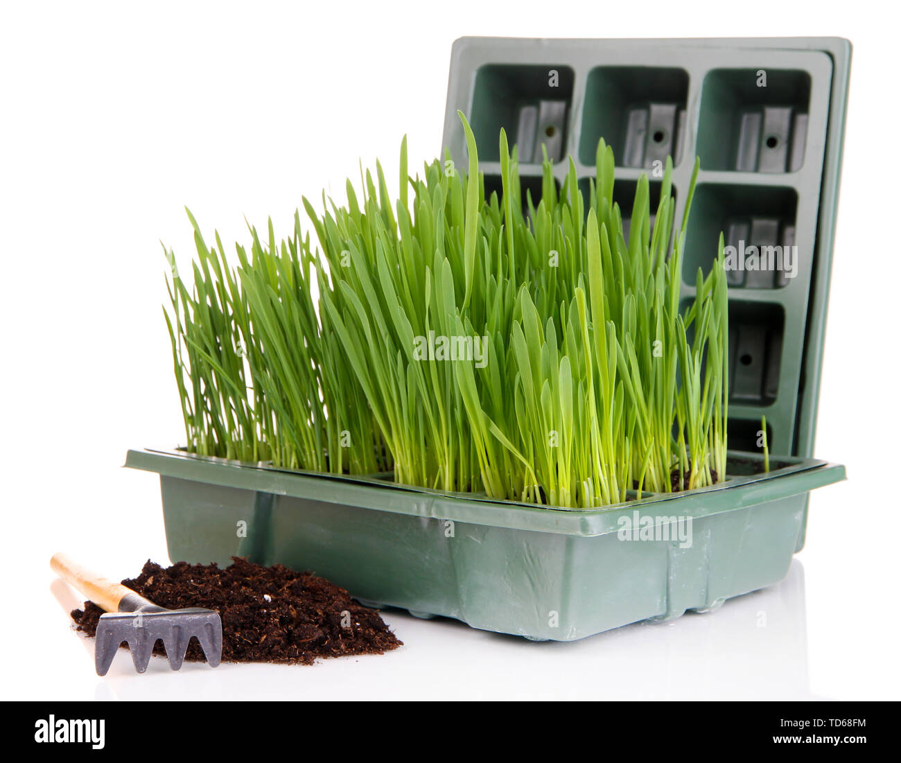 Seed box with seedling isolated on white Stock Photo - Alamy