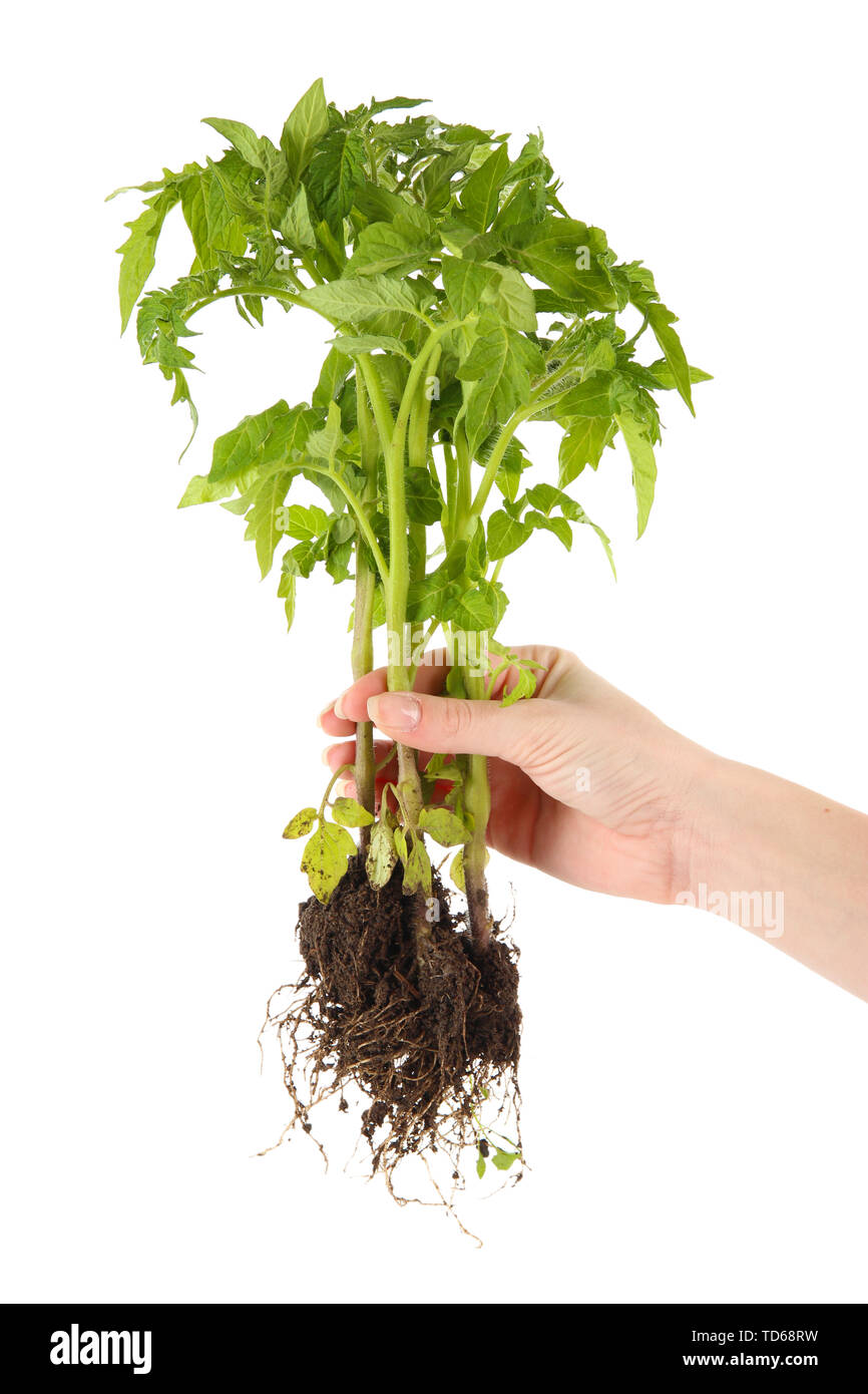 Young plant in hand isolated on white Stock Photo - Alamy