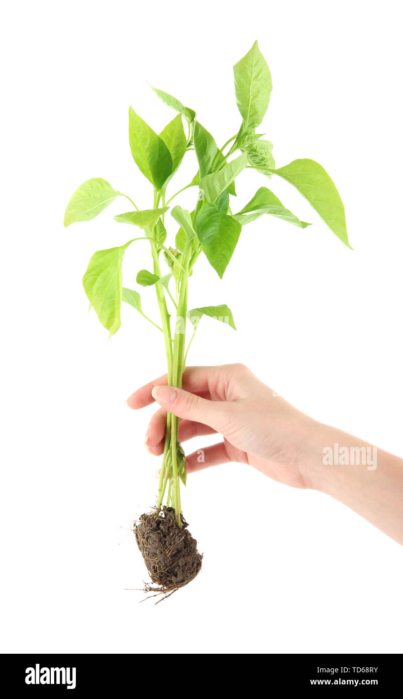 Young plant in hand hi-res stock photography and images - Alamy