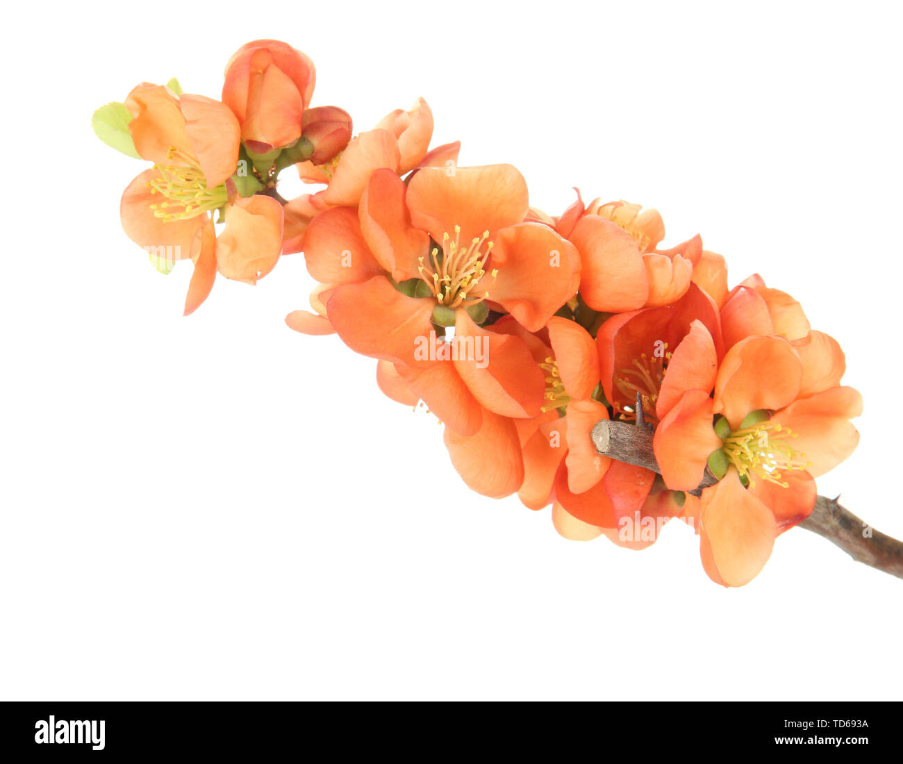 Red white cherry blossoms cherry Cut Out Stock Images & Pictures - Alamy