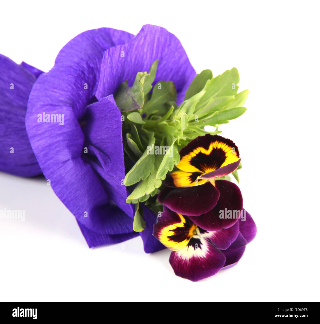 Natural elegance of pansies hi-res stock photography and images - Alamy
