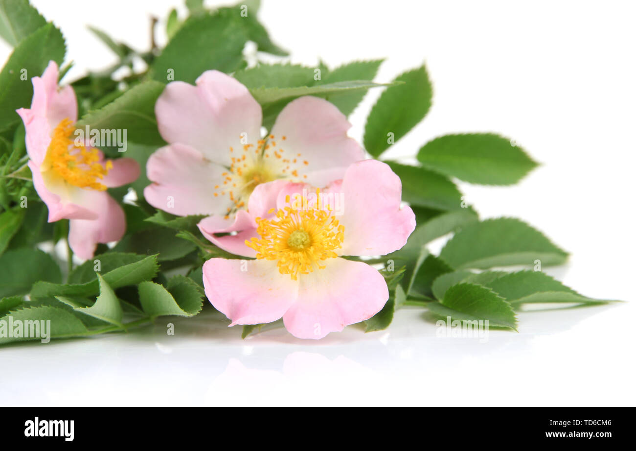 Hip rose flowers, isolated on white Stock Photo - Alamy