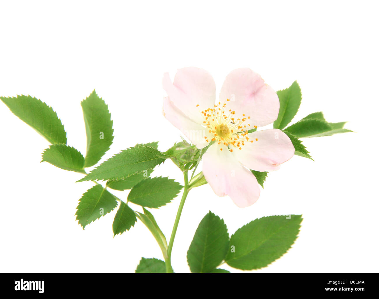 Hip rose flower, isolated on white Stock Photo - Alamy