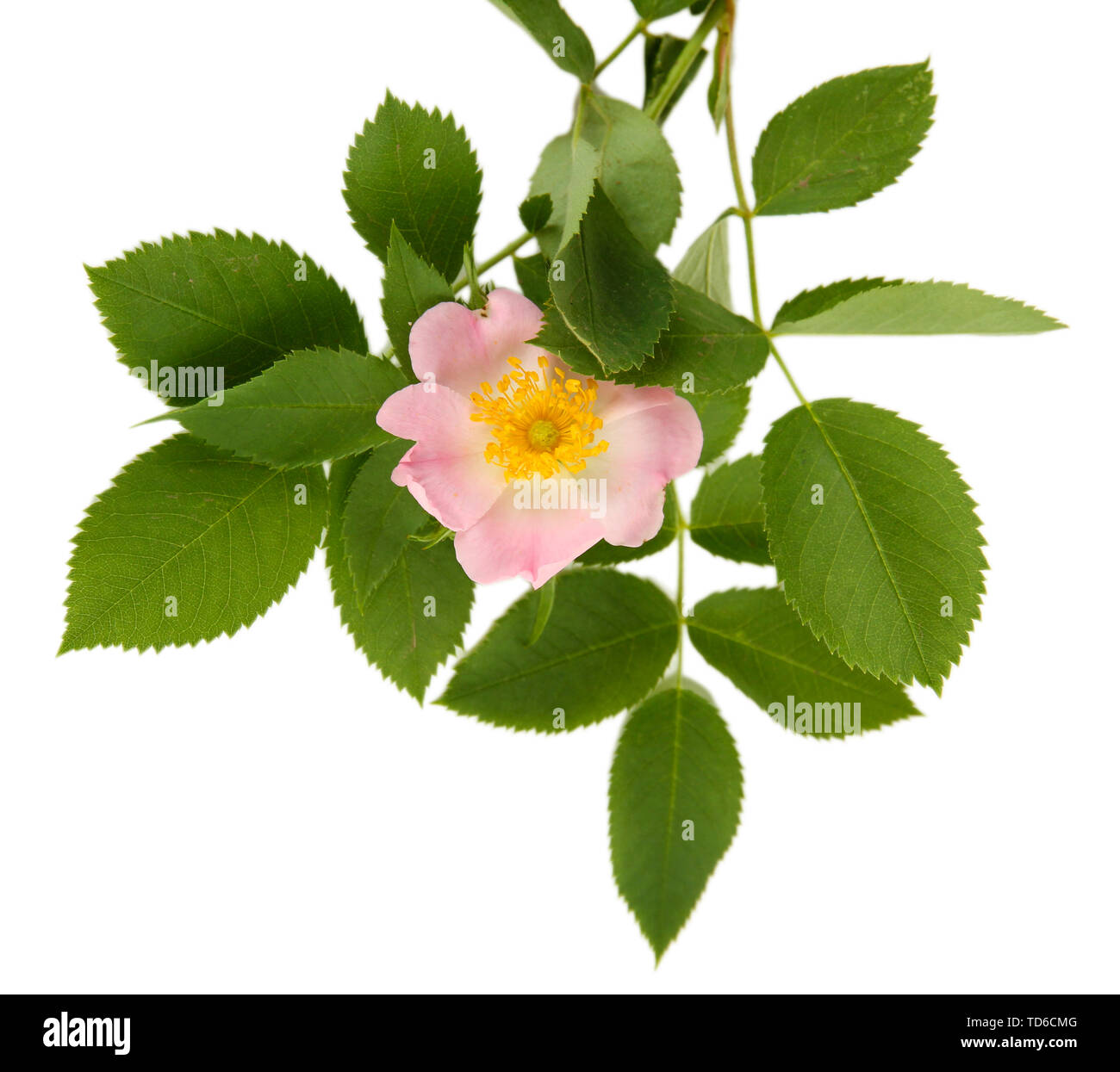 Hip rose flower, isolated on white Stock Photo - Alamy