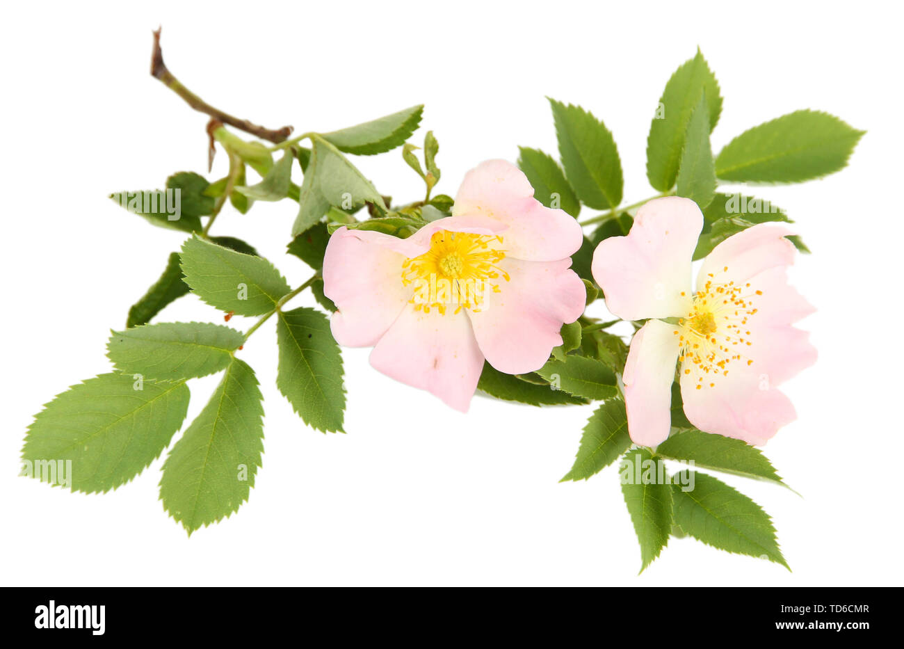 Hip rose flowers, isolated on white Stock Photo - Alamy