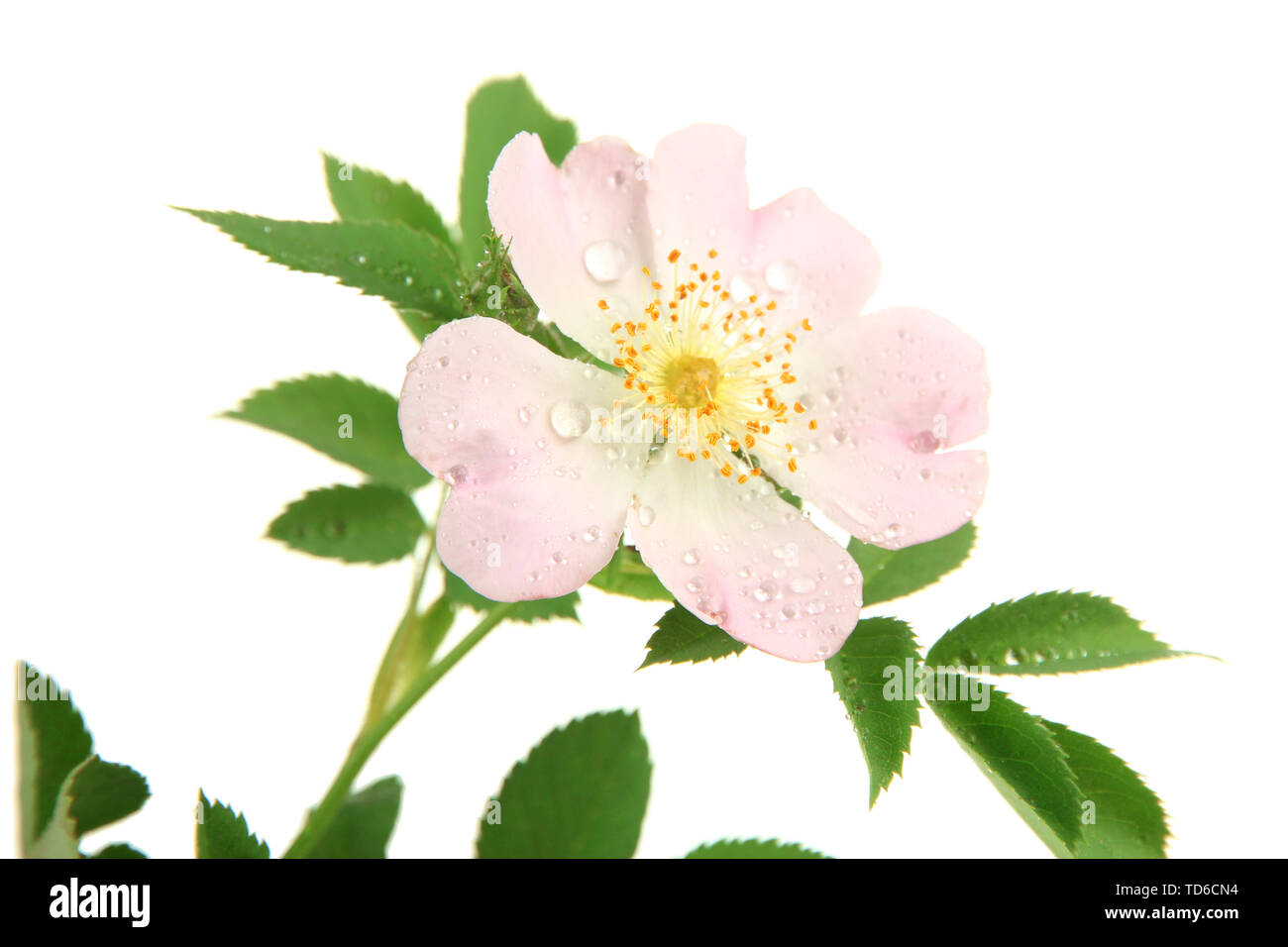 Hip rose flower, isolated on white Stock Photo - Alamy