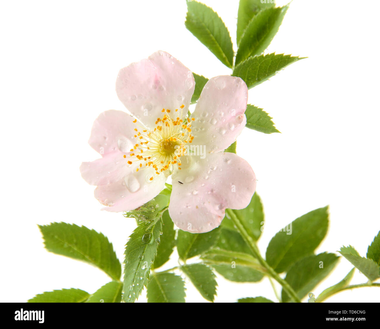 Hip rose flower, isolated on white Stock Photo - Alamy