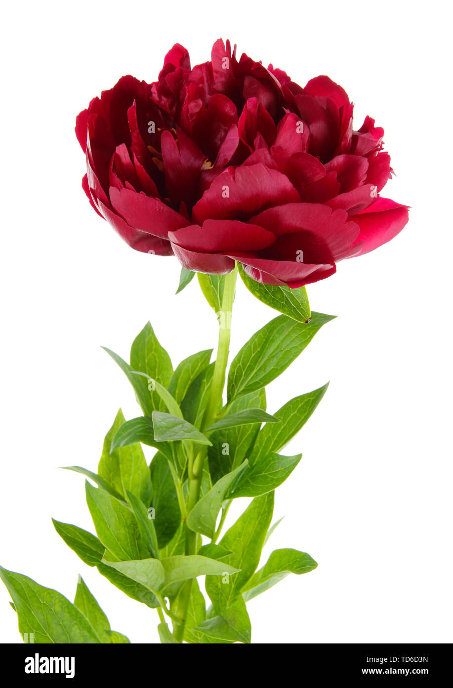 Beautiful peonies isolated on white Stock Photo - Alamy