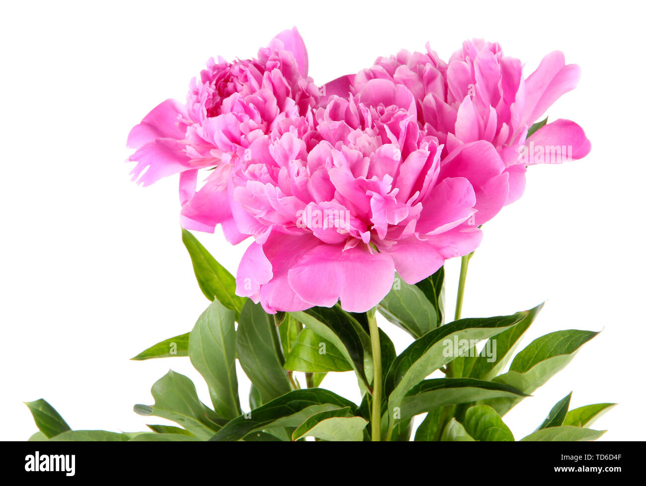 Beautiful peonies isolated on white Stock Photo - Alamy