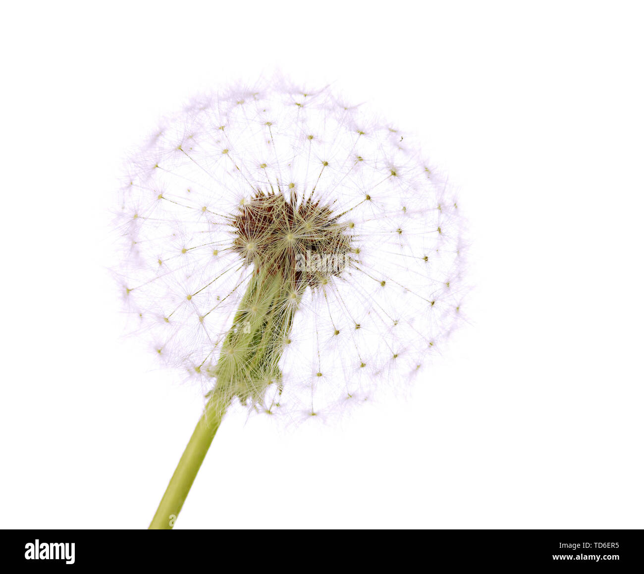Airborne seed Cut Out Stock Images & Pictures - Alamy