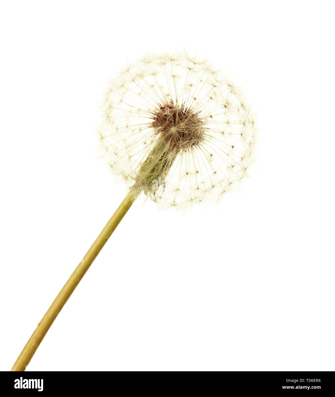 Airborne seed Cut Out Stock Images & Pictures - Alamy