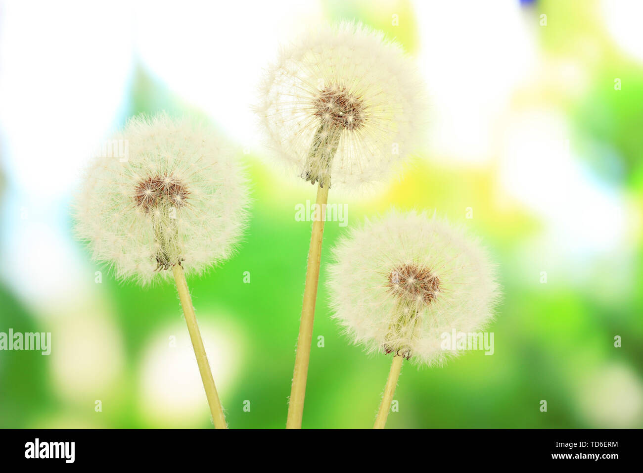 Dandelions on bright background Stock Photo - Alamy