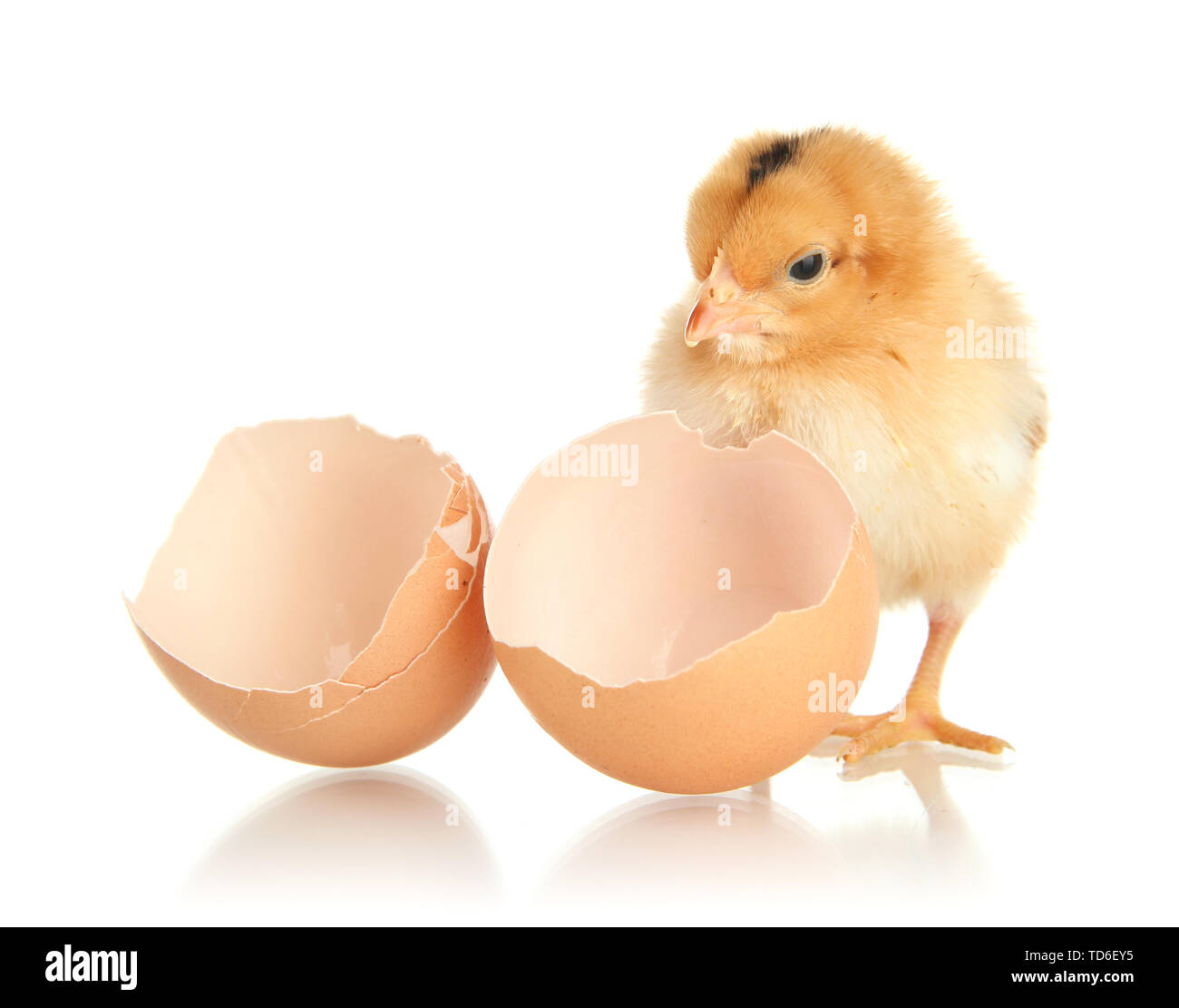 Little chicken with eggshell isolated on white Stock Photo - Alamy