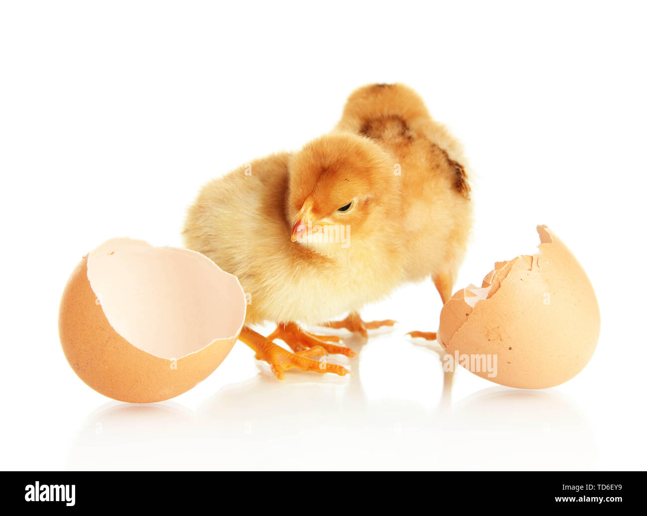 Little chickens with eggshell isolated on white Stock Photo - Alamy