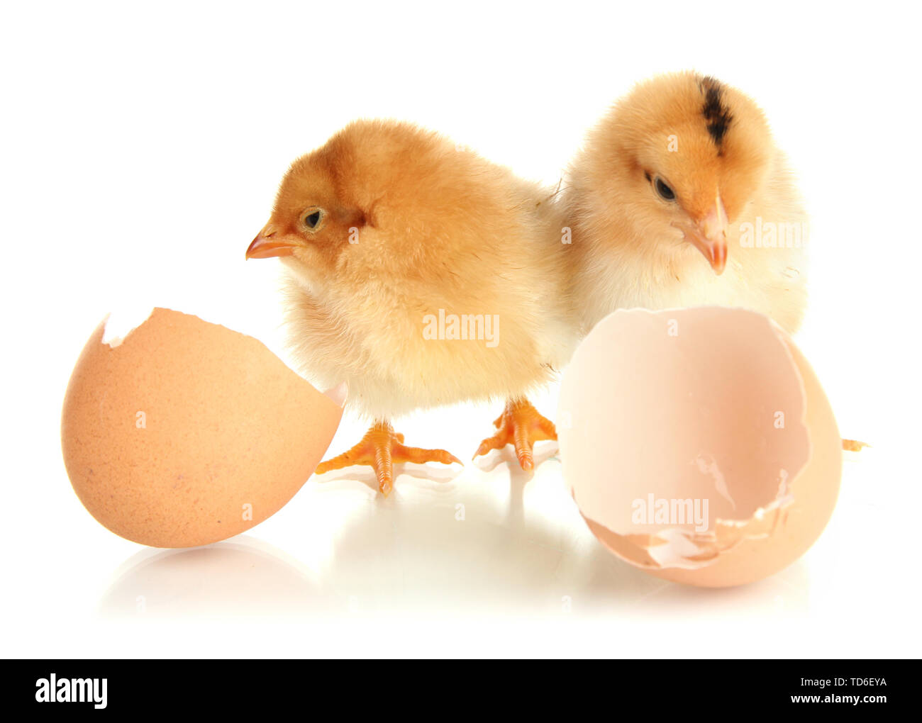 Little chickens with eggshell isolated on white Stock Photo - Alamy