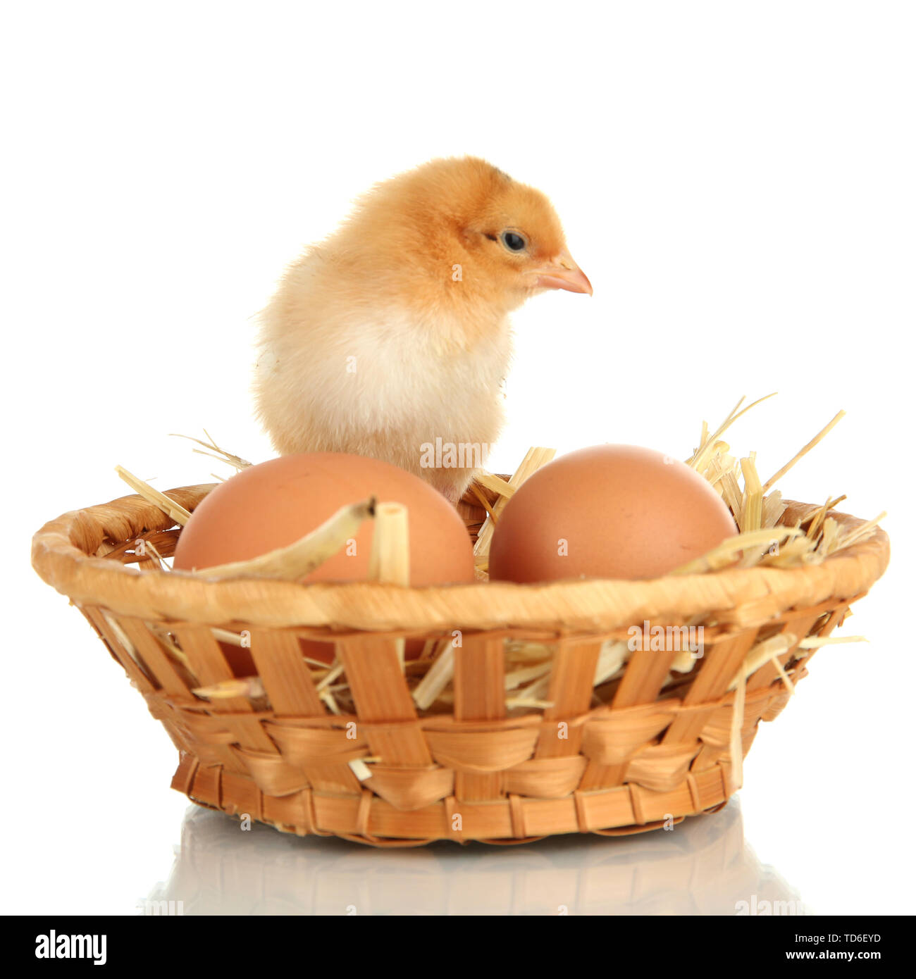 Little chicken with eggs in wicker basket isolated on white Stock Photo ...