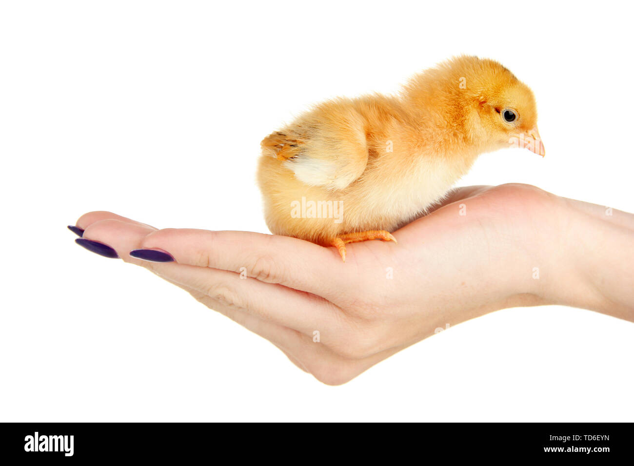 Little chicken in female hand isolated on white Stock Photo - Alamy