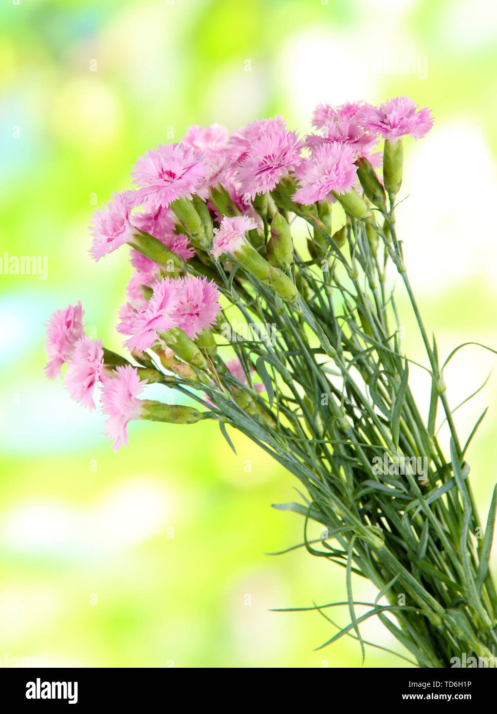 Many small pink cloves on nature background Stock Photo - Alamy