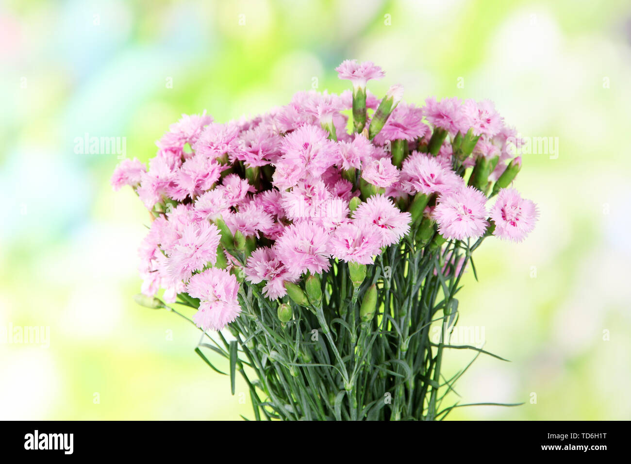 Many small pink cloves on nature background Stock Photo - Alamy