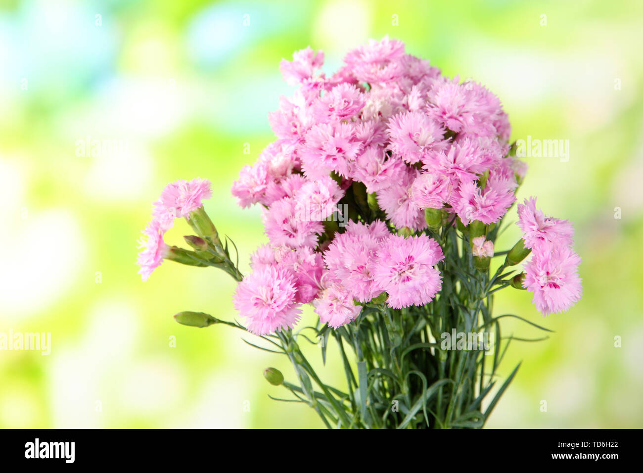 Many small pink cloves on nature background Stock Photo - Alamy