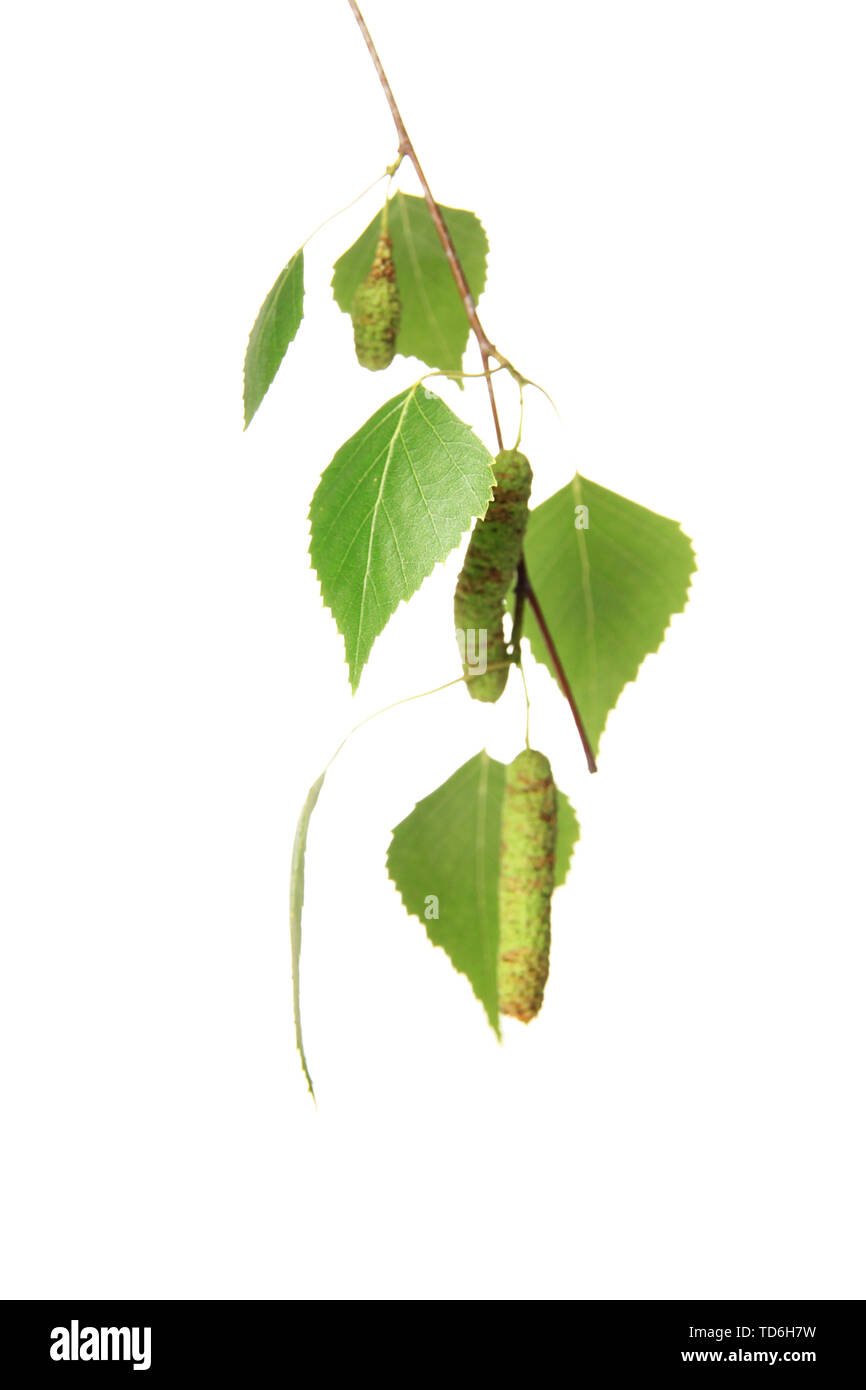 Green birch leaves isolated on white Stock Photo - Alamy