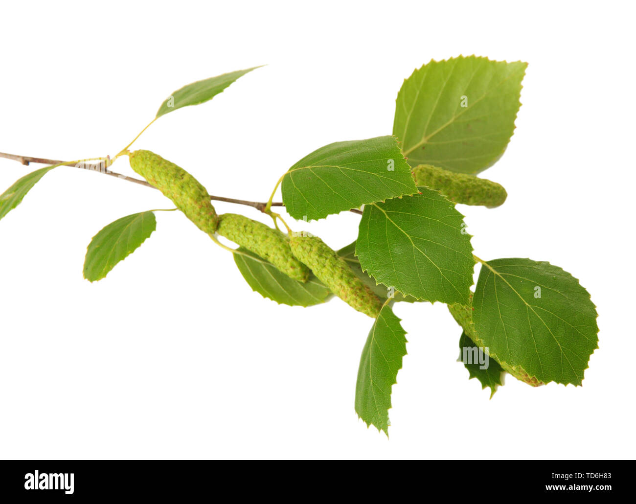 Birch tree with lush leaves Cut Out Stock Images & Pictures - Alamy