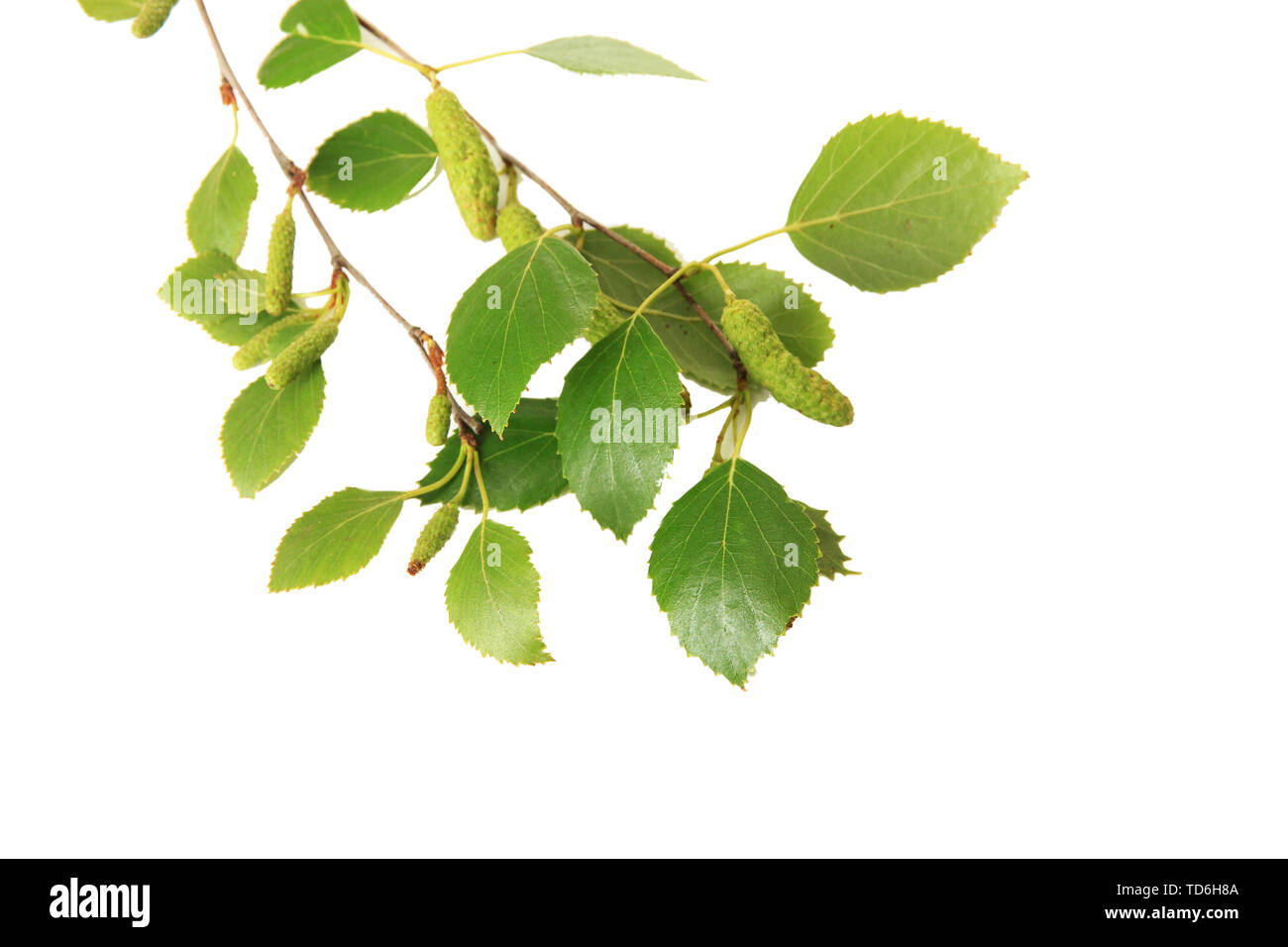 Beautiful tree twigs leaves Cut Out Stock Images & Pictures - Alamy
