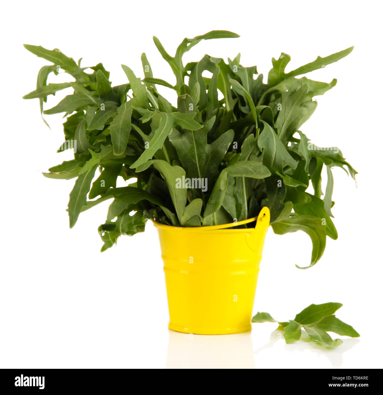 Fresh herb in colorful pail isolated on white Stock Photo - Alamy