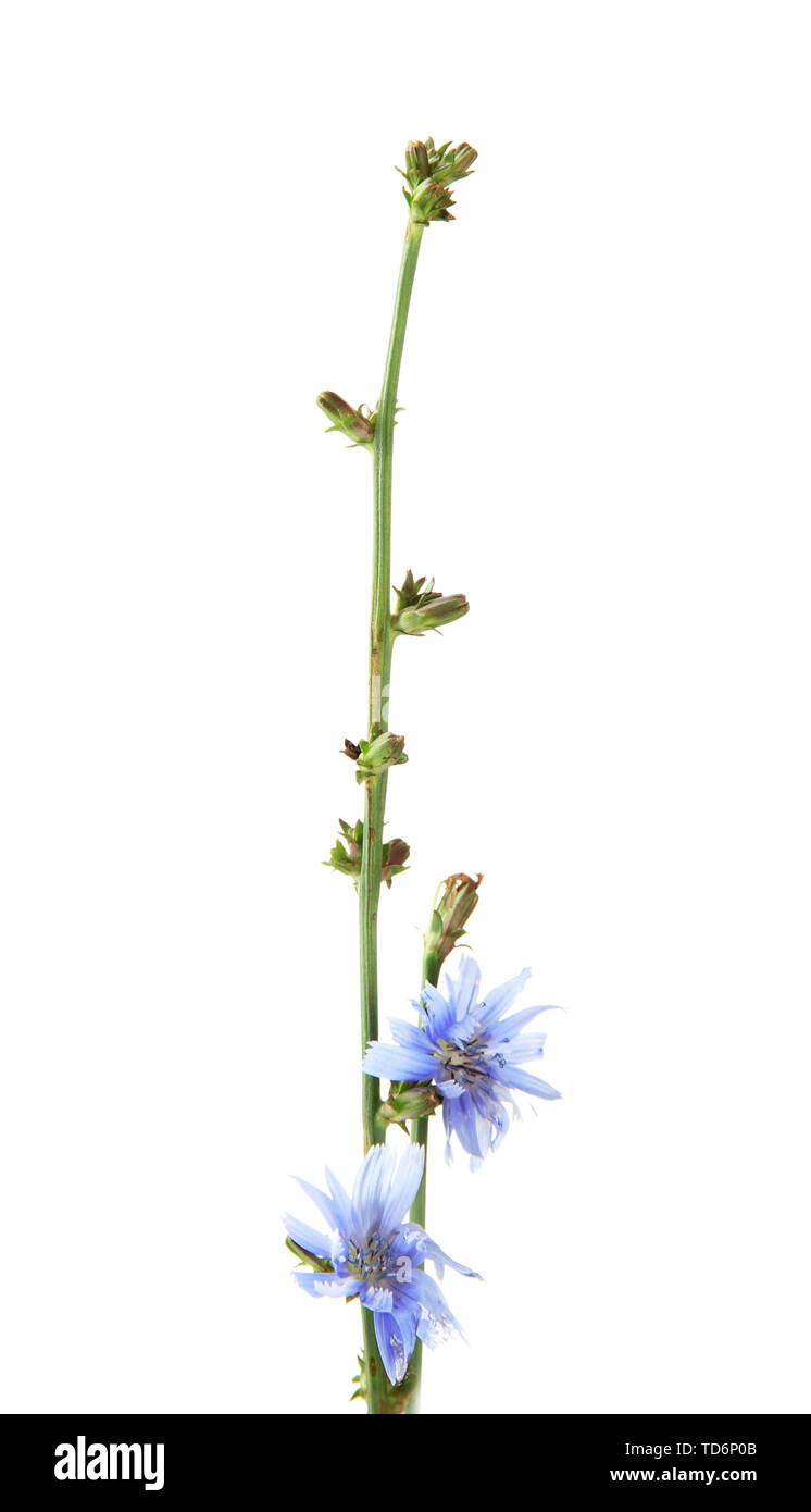 Chicory flowers, isolated on white Stock Photo - Alamy