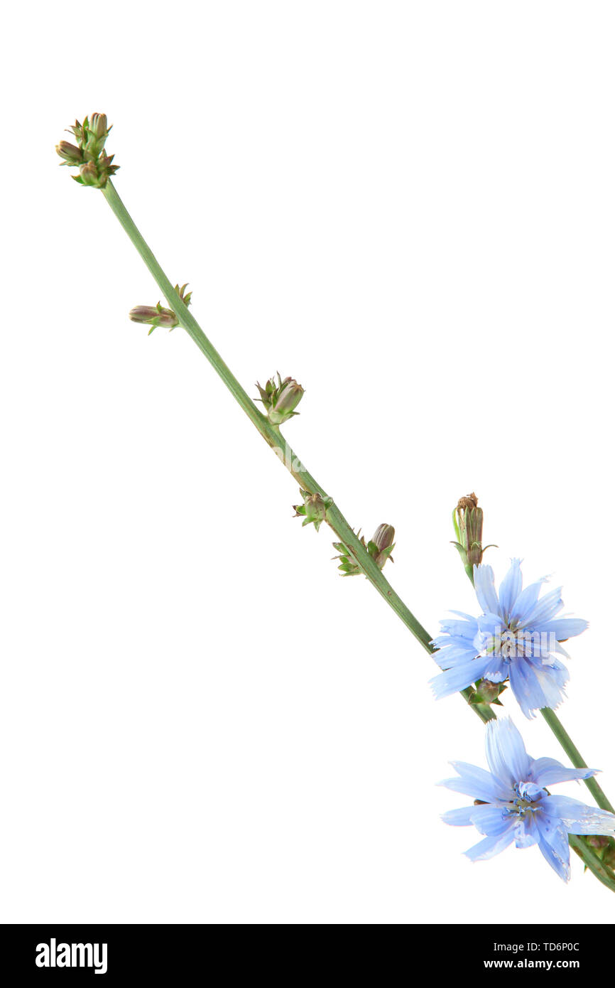 Chicory flowers, isolated on white Stock Photo - Alamy
