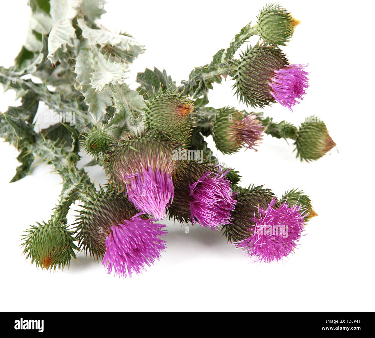 Thistle flowers isolated on white Stock Photo - Alamy