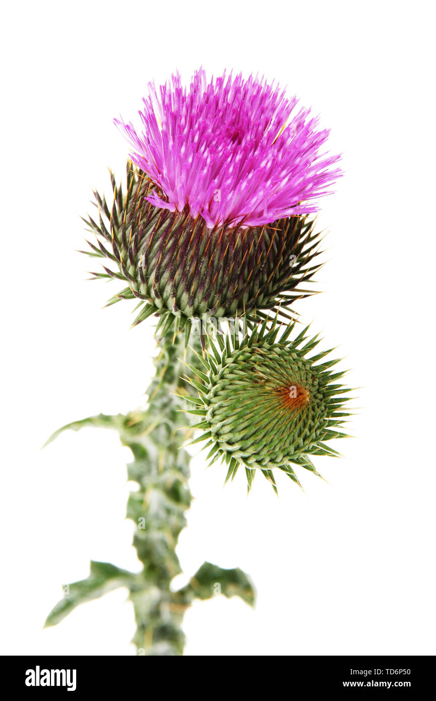 Scottish thistle Cut Out Stock Images & Pictures - Alamy