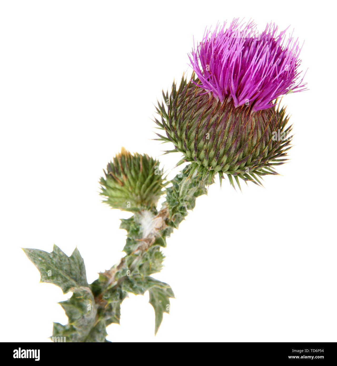 Scottish Thistle Cut Out Stock Images & Pictures - Alamy