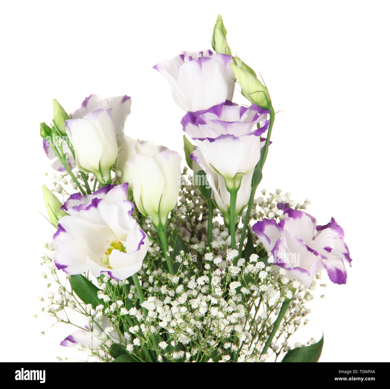 Eustoma blooms hi-res stock photography and images - Alamy