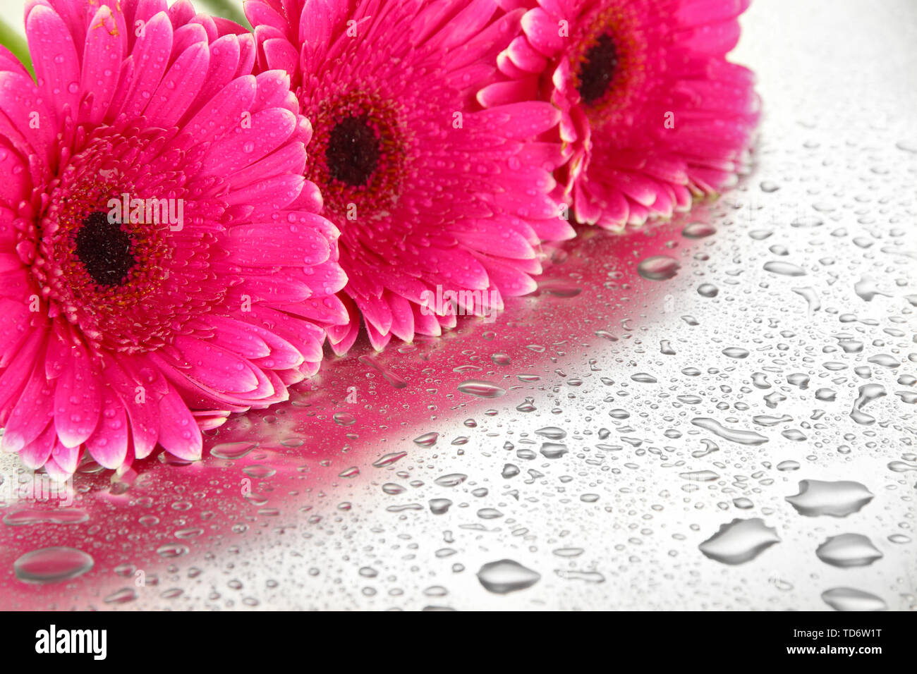 Beautiful pink gerbera flowers hi-res stock photography and images - Alamy