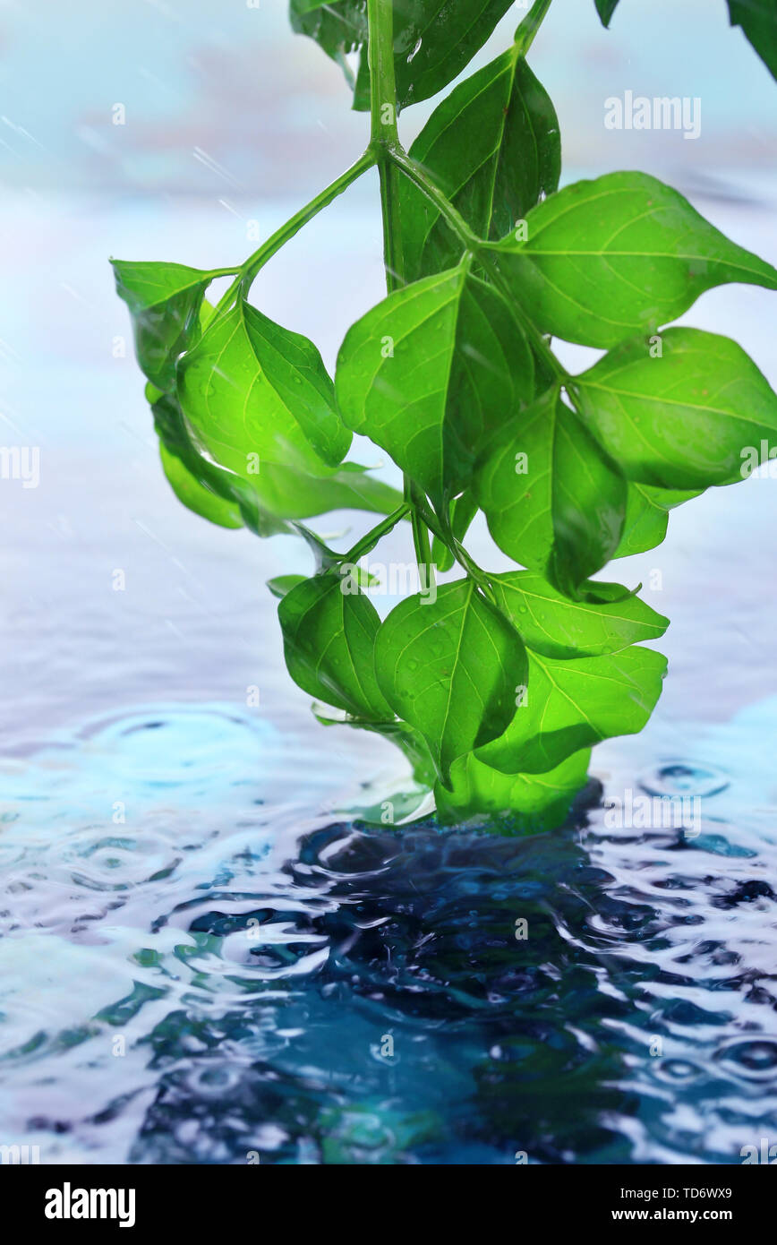 Green leaves with reflection in water Stock Photo - Alamy