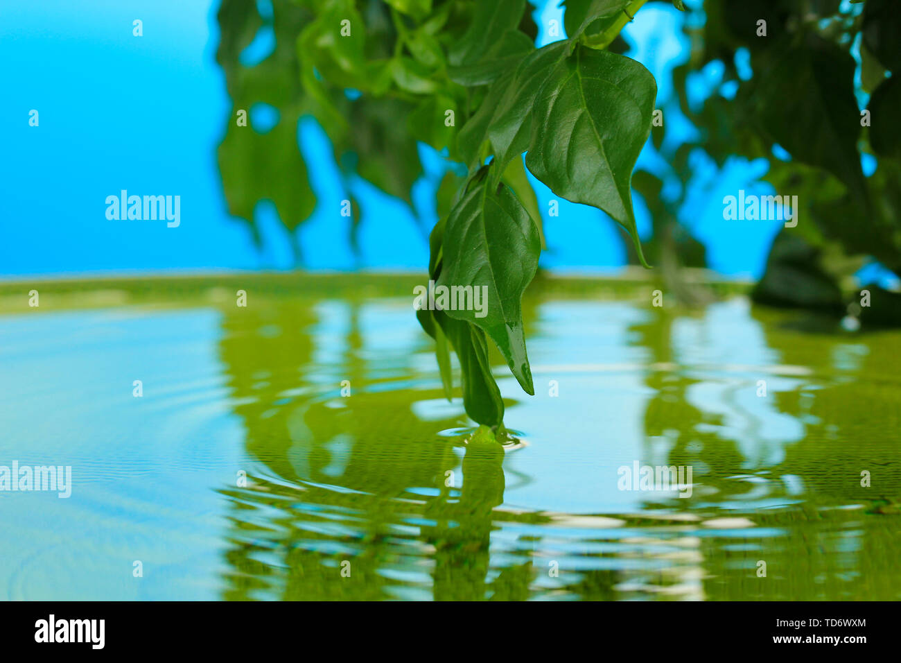 Green leaves with reflection in water Stock Photo - Alamy