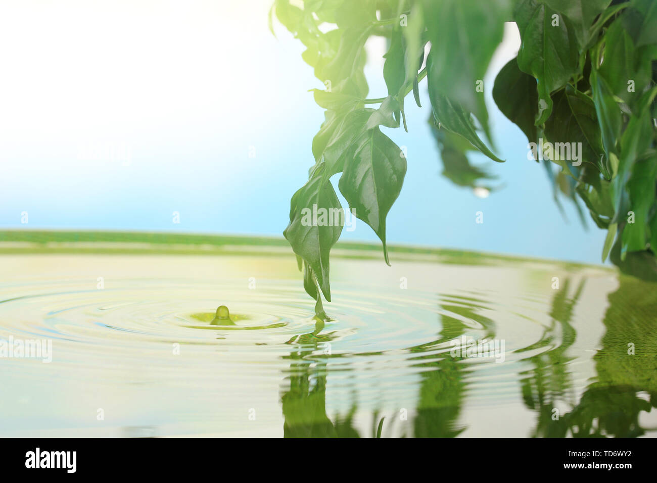 Green leaves with reflection in water Stock Photo - Alamy