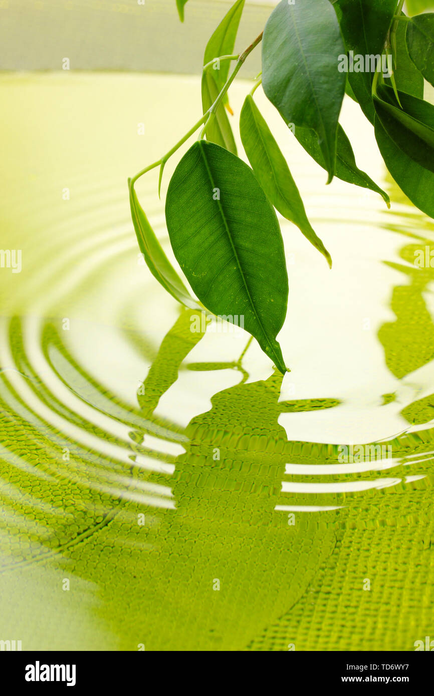 Green leaves with reflection in water Stock Photo - Alamy