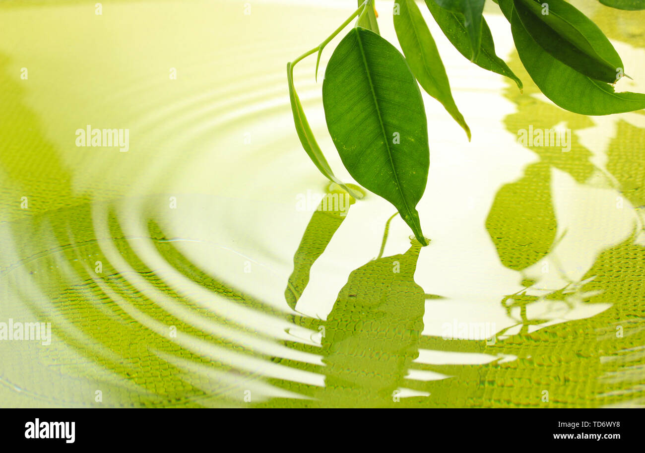 Green leaves with reflection in water Stock Photo - Alamy