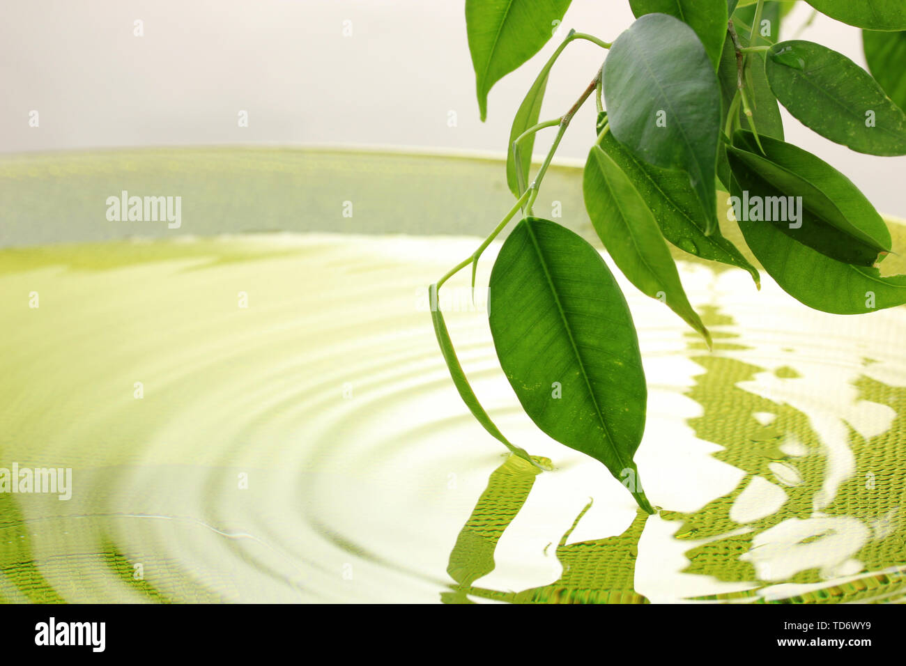 Green leaves with reflection in water Stock Photo - Alamy
