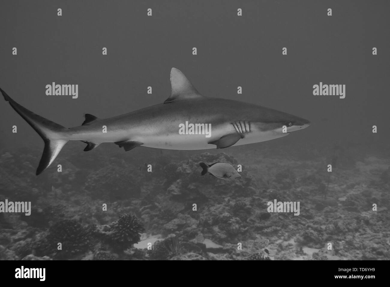 Grey reef shark (Carcharhinus amblyrhynchos) in Avatoru pass, Rangiroa ...