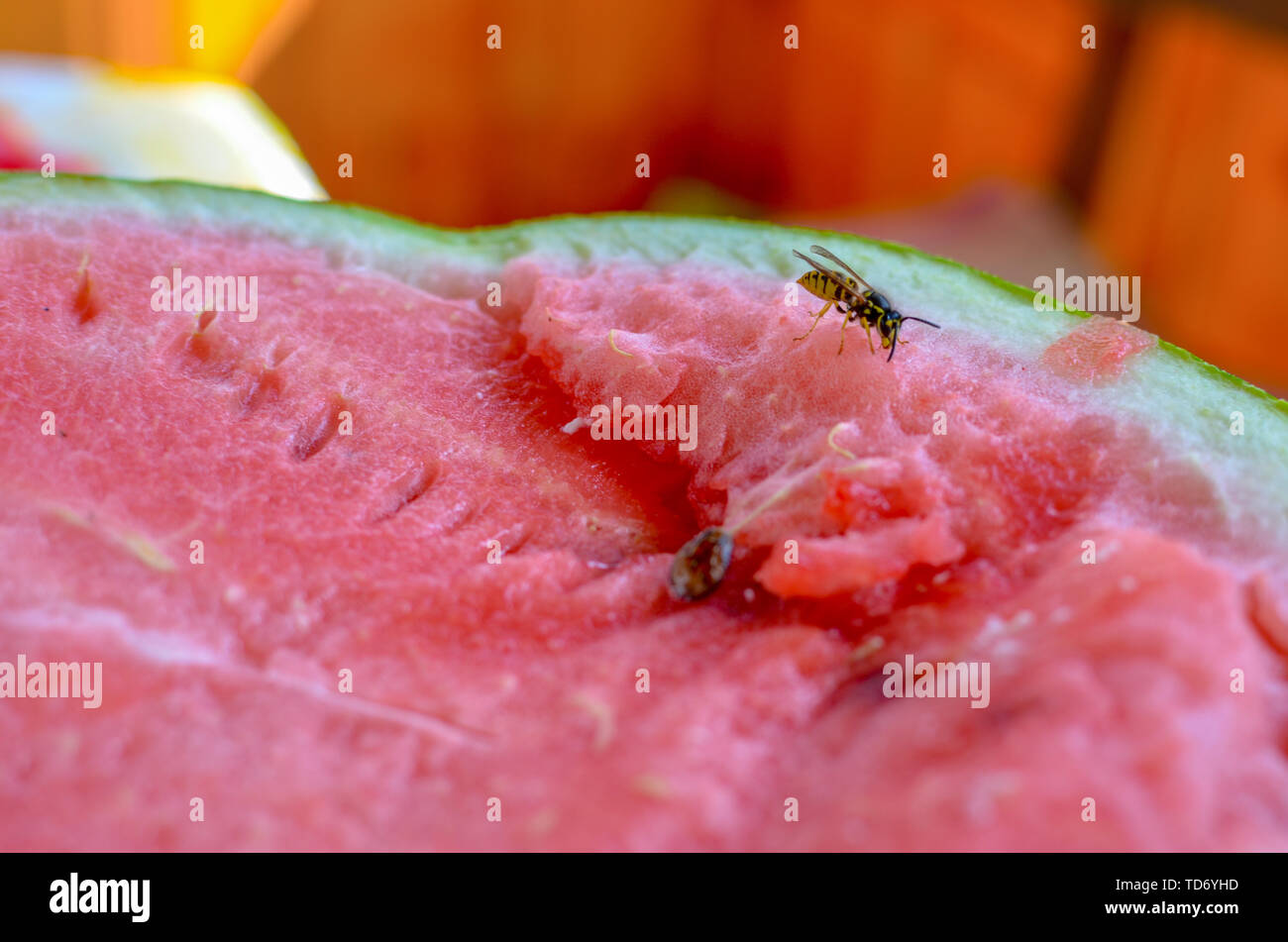 Watermelon plant bee hi-res stock photography and images - Alamy