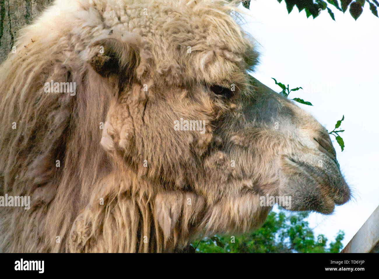 close up portrait of mongolian camel in the zoo, beast living in the ...