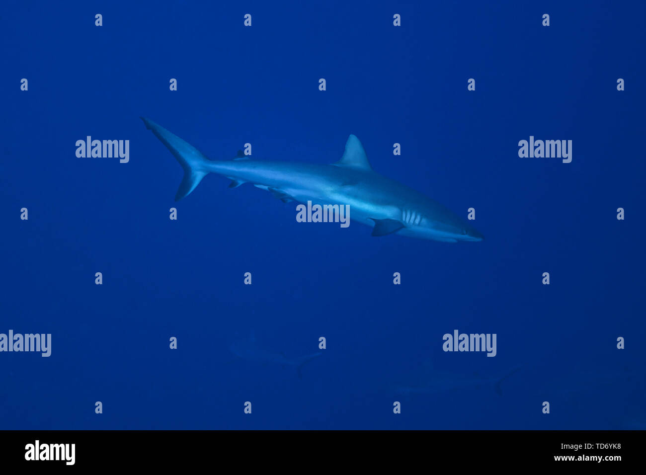 Grey reef shark (Carcharhinus amblyrhynchos) in Avatoru pass, Rangiroa ...