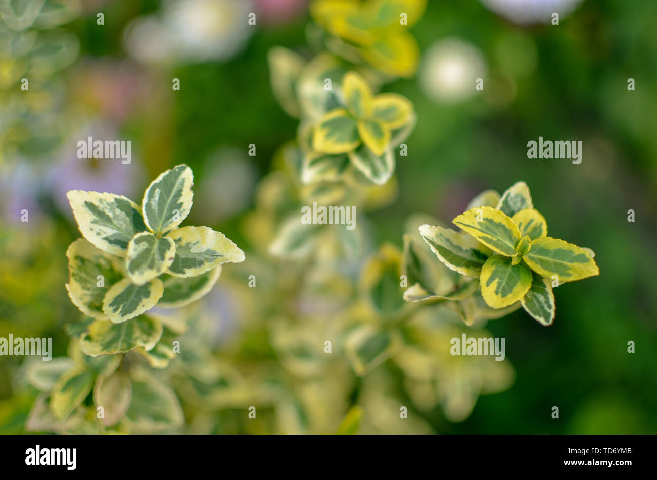 Branch of Euonymus fortunei spindle or Fortune's spindle Stock Photo ...