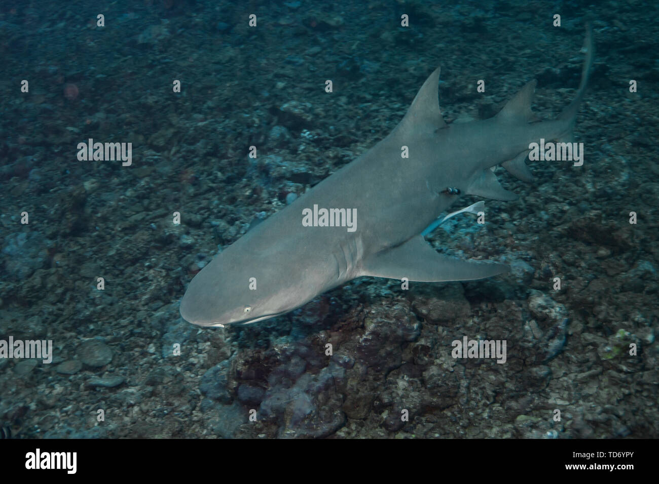 Pacific lemon shark hi-res stock photography and images - Alamy