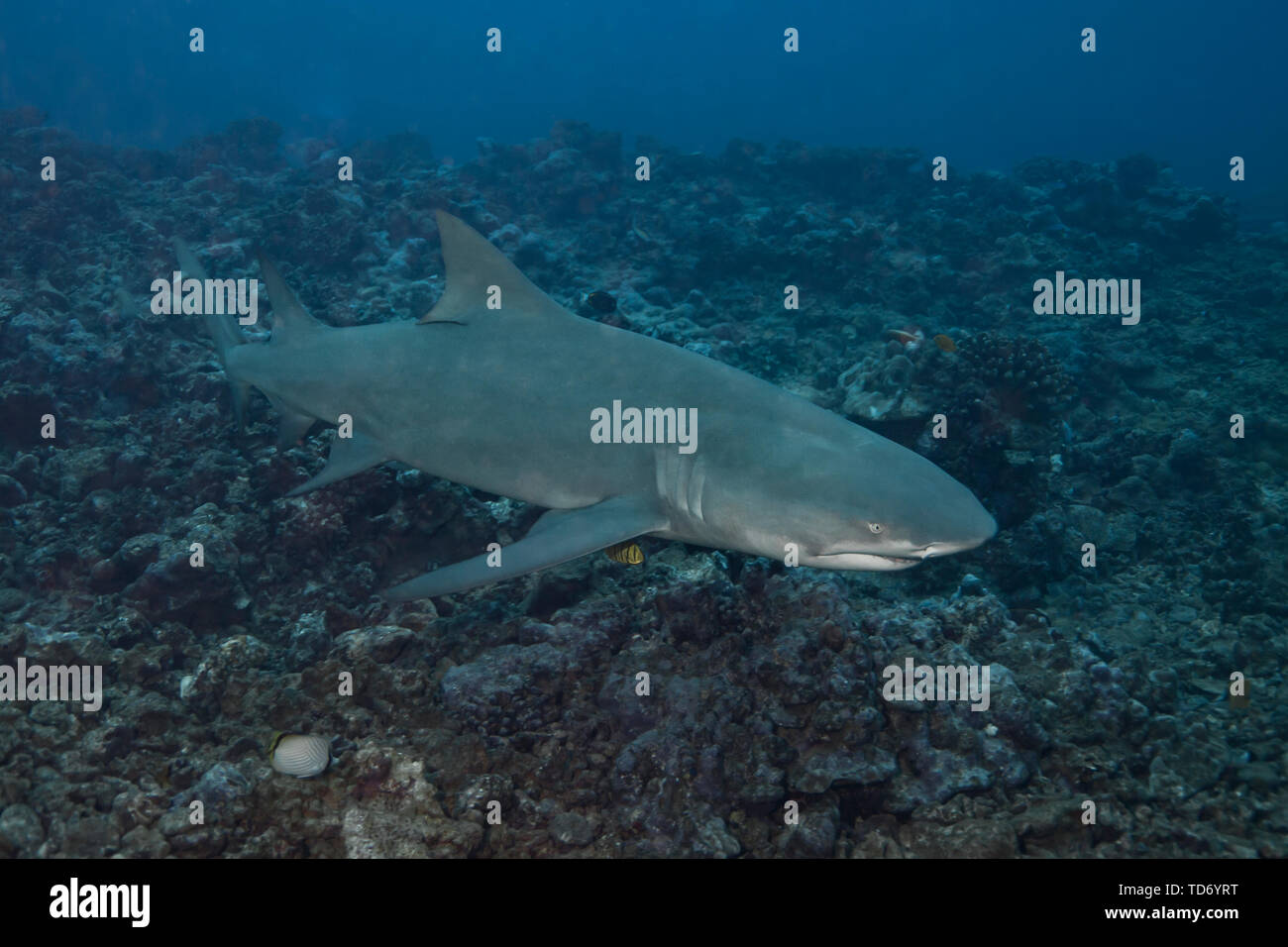 Lemon shark (Negaprion brevirostris Stock Photo - Alamy