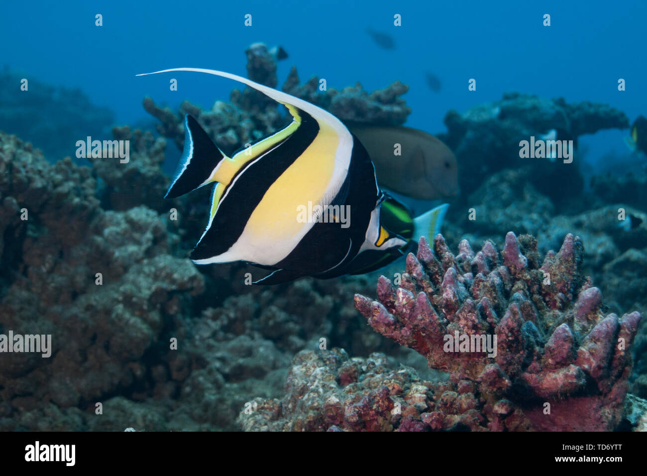 Pennant coralfish hi-res stock photography and images - Alamy