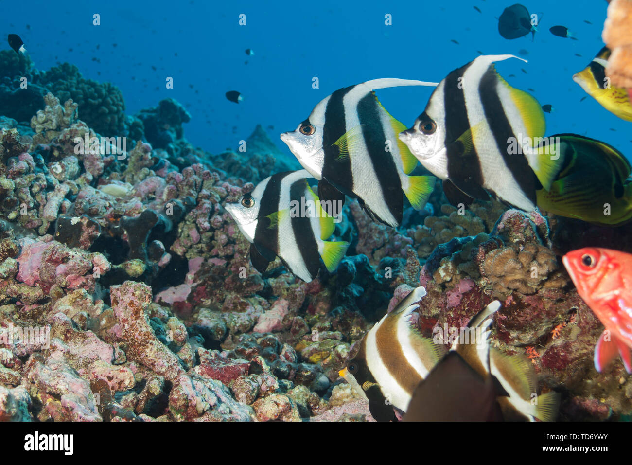 Heniochus black and white ( Heniochus acuminatus Stock Photo - Alamy